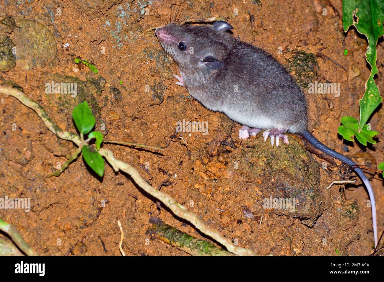 Sumichrast s Vesper Rat, Nyctomys sumichrasti, Tropical Rainforest ...