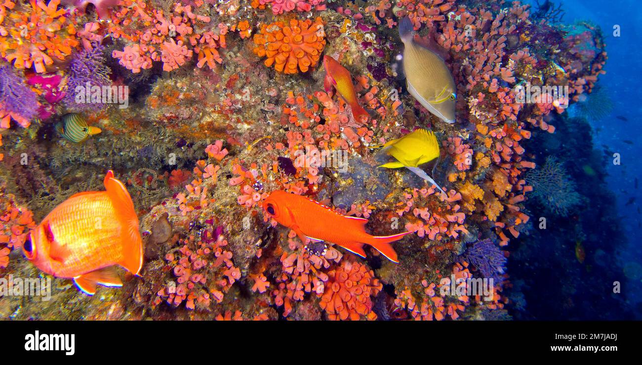 Coral Reef, Reef Building Coral, South Ari Atoll, Maldives, Indian ...