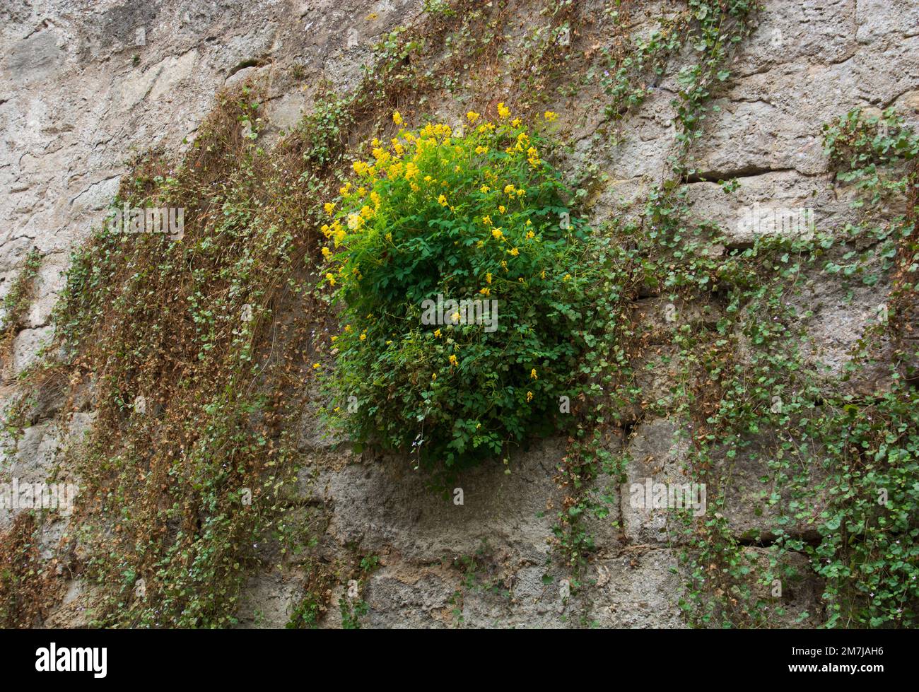old and rustic city wall overgrown with ivy and plants Stock Photo - Alamy