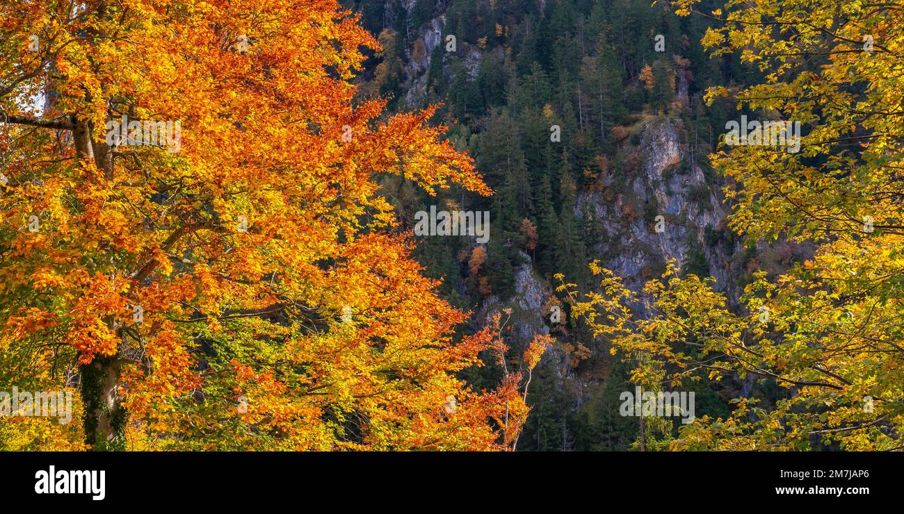 Autumn Mixed Forest, Bavarian Alps, Hohenschwangau, Füssen, Ostallgäu ...