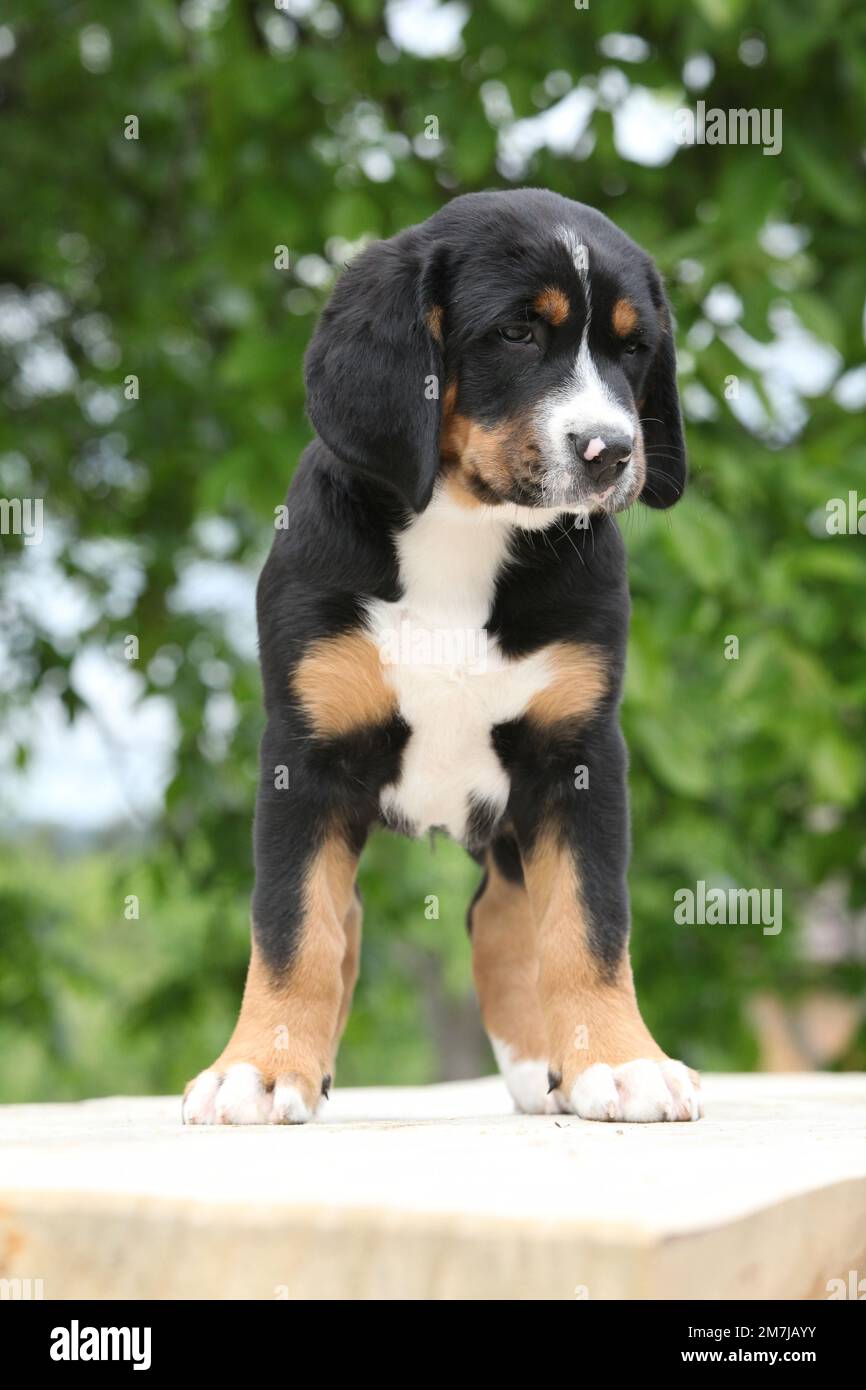 Amazing puppy standing on the table, Greater Swiss Mountain Dog Stock ...