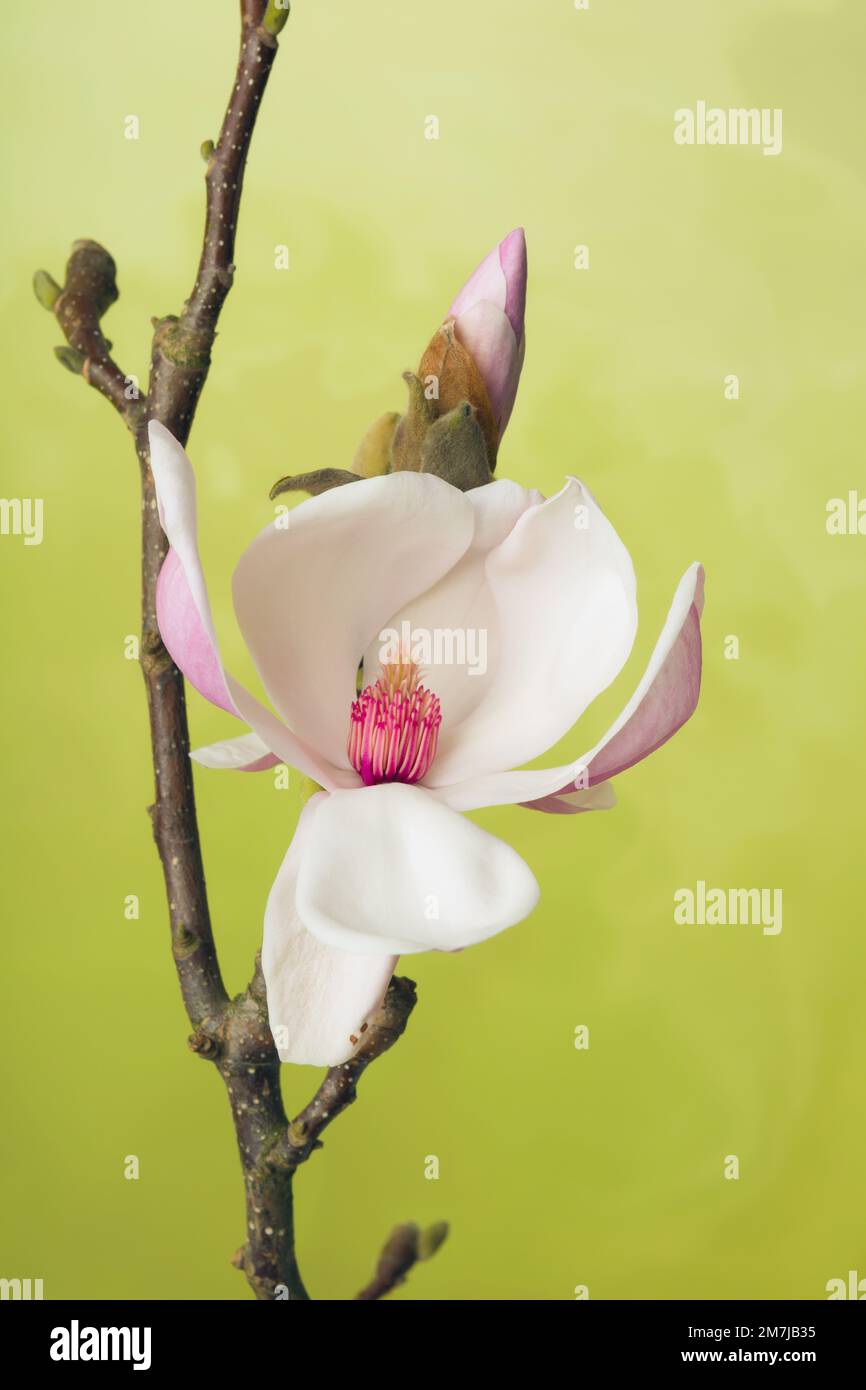 Open magnolia blossom in hi-res stock photography and images - Alamy