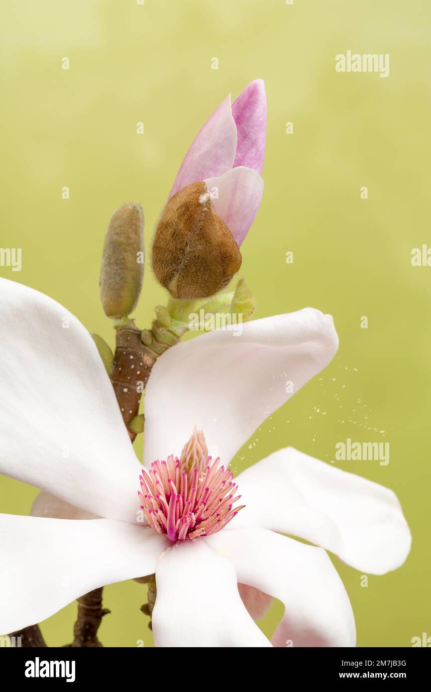 Pollen spreading in the wind leaving a full blossom magnolia flower in ...