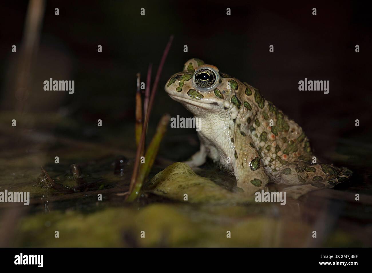 Rospo smeraldino (Bufotes viridis) Green Toad in Abruzzo underwater ...