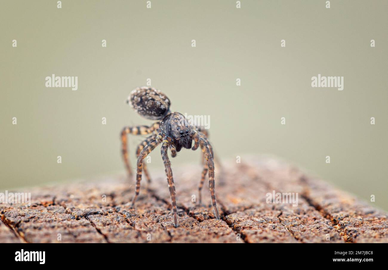 Stone spider stone hi-res stock photography and images - Alamy