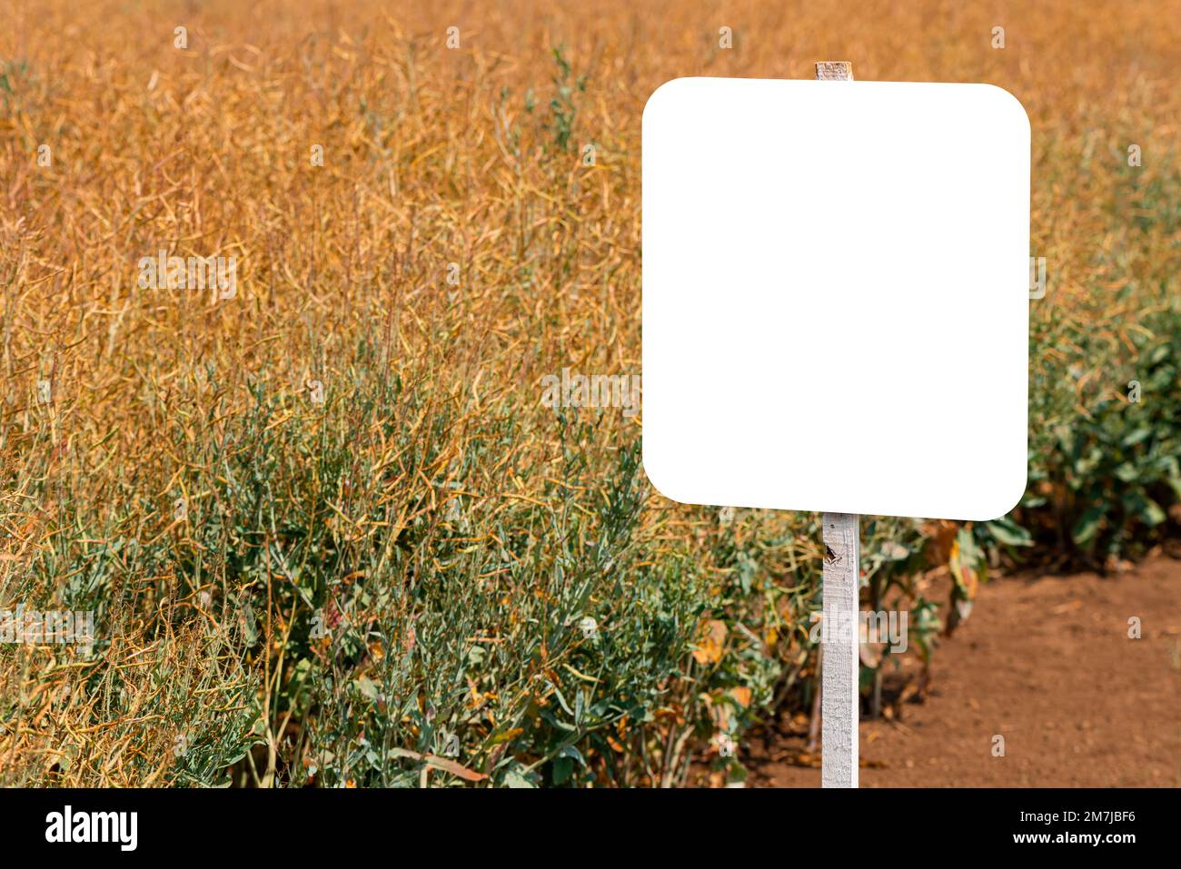 Blank mockup sign board in ripe rapeseed crop field, selective focus ...