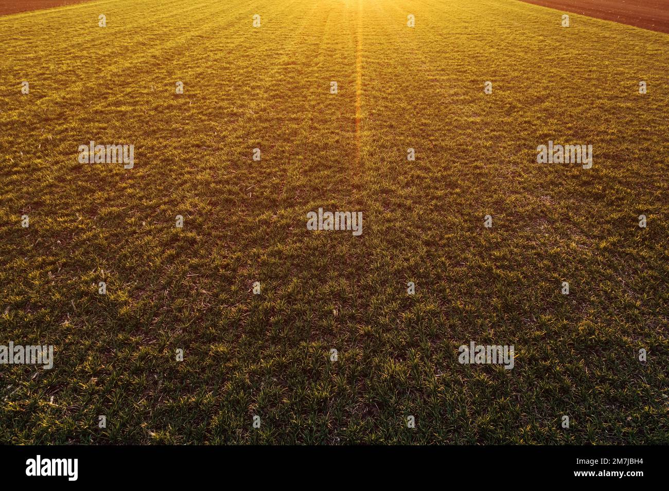 Wheat crop seedlings field in sunset, diminishing perspective Stock ...