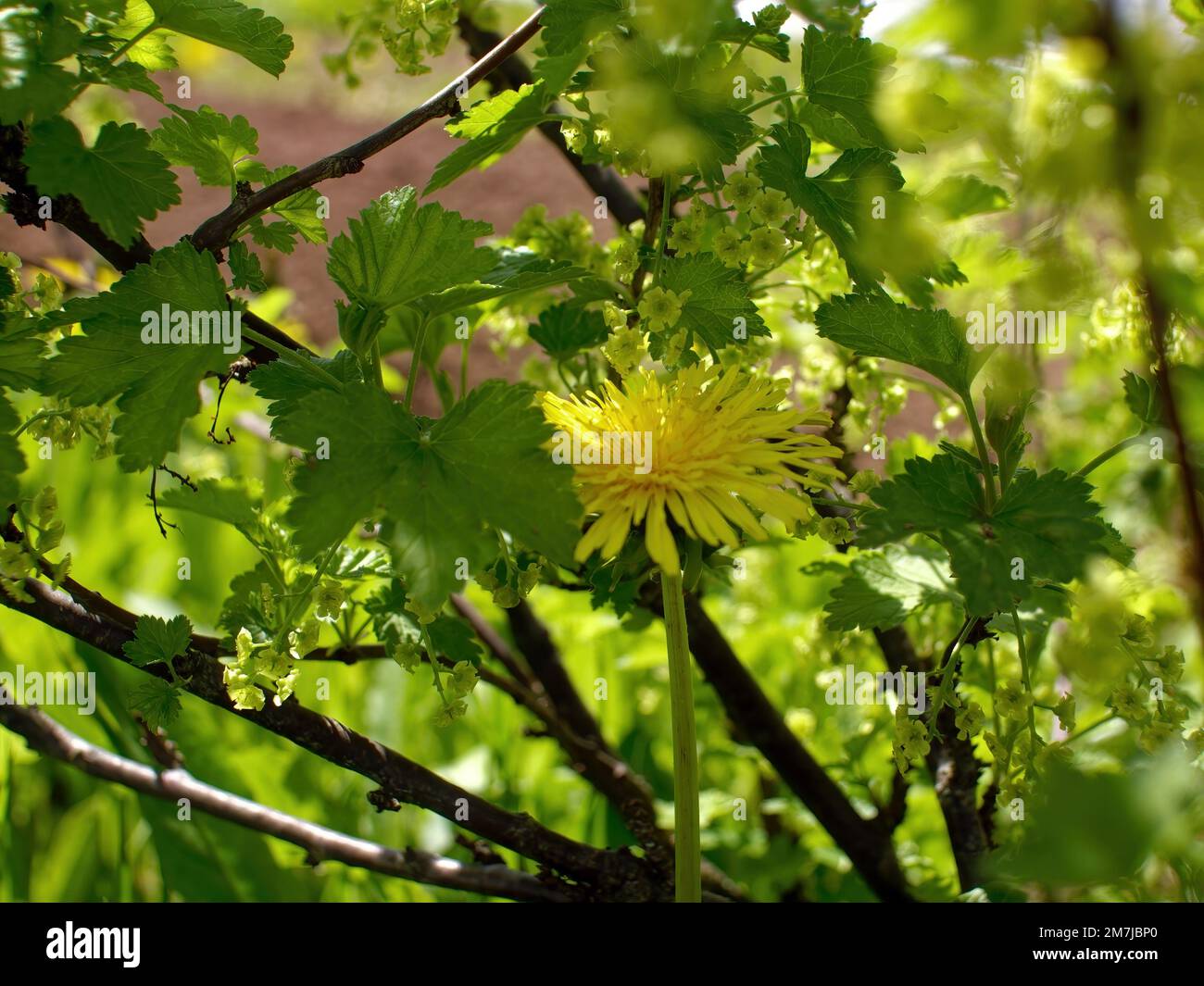 yellow dandelion near a currant bush, in the garden Stock Photo - Alamy