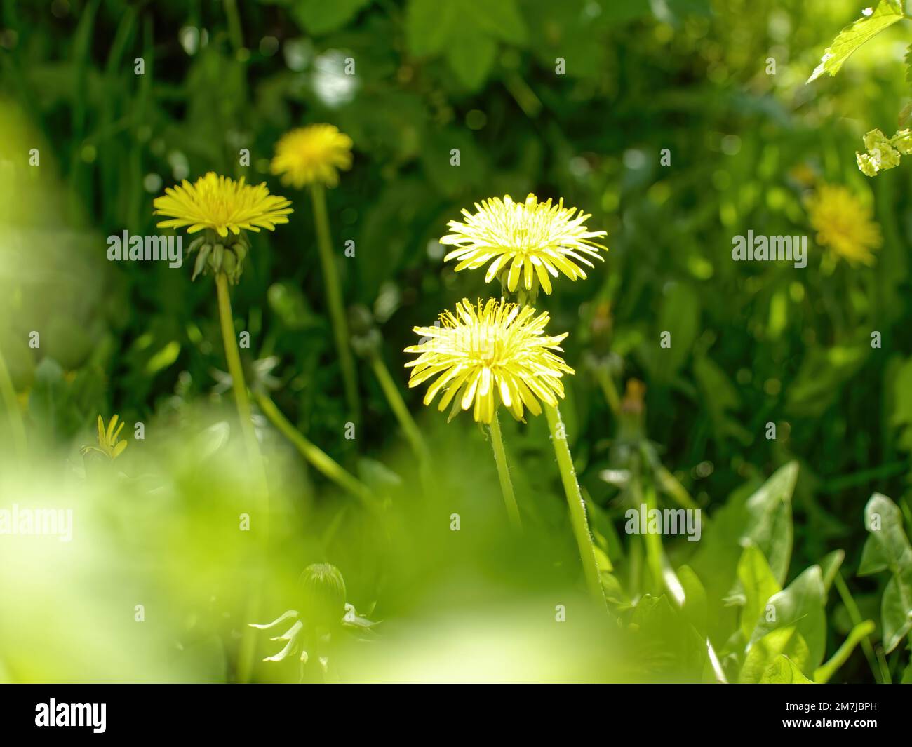 yellow dandelion near a currant bush, in the garden Stock Photo - Alamy