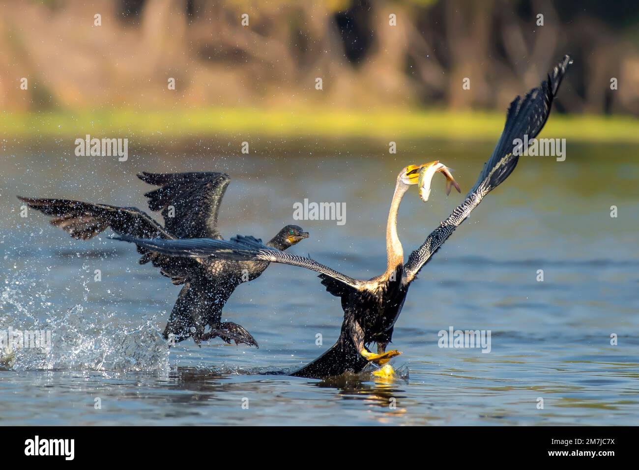 Mad fish hi-res stock photography and images - Alamy