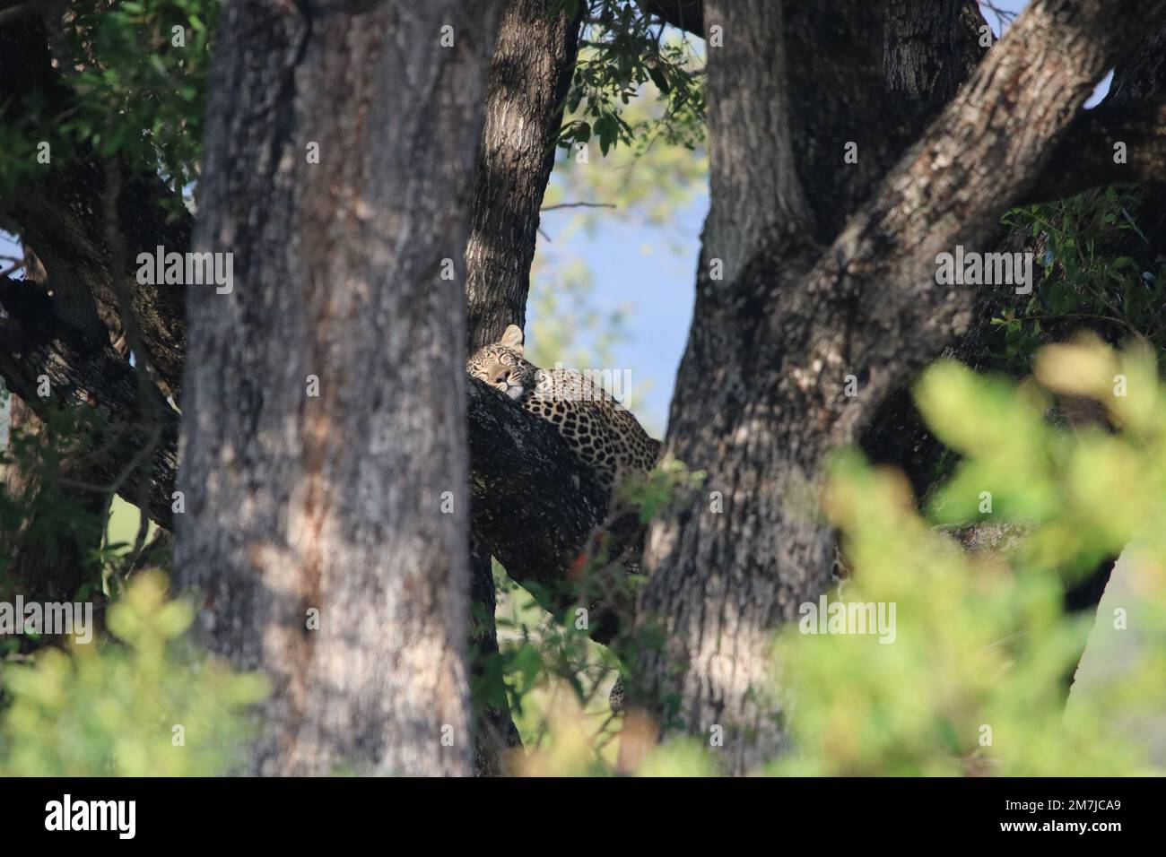 Leopard sleeping in a tree hi-res stock photography and images - Alamy