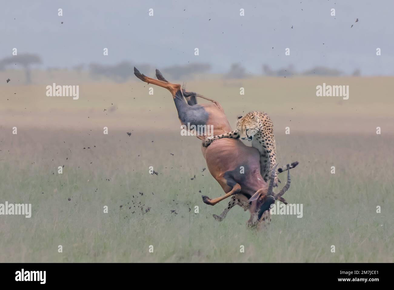 A worthy adversary. Masai Mara, Kenya: THE INCREDIBLE moment a cheetah ...