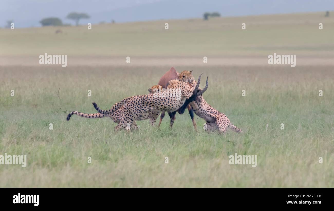 Three cheetahs attack. Masai Mara, Kenya: THE INCREDIBLE moment a ...