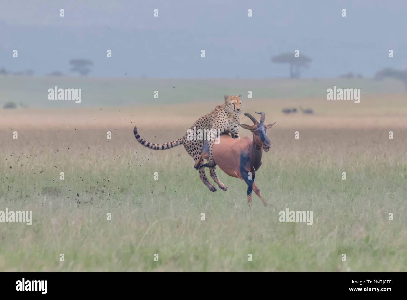 Climbing on. Masai Mara, Kenya: THE INCREDIBLE moment a cheetah rides ...