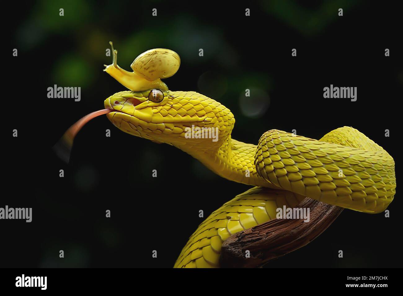 A snail risks it all. West Sumatra: THESE INCREDIBLE images show a ...