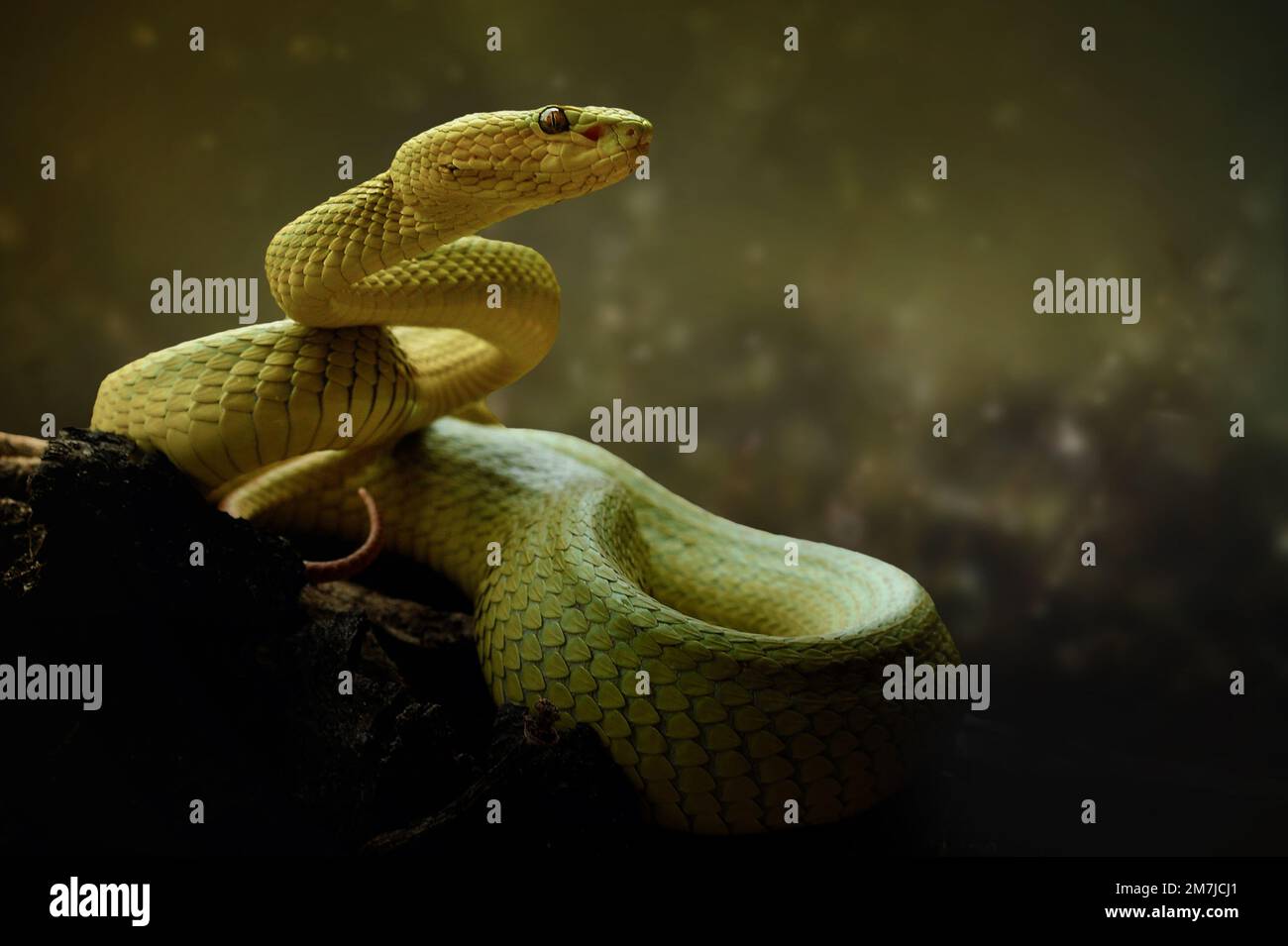 Golden Lancehead Pit Vipers