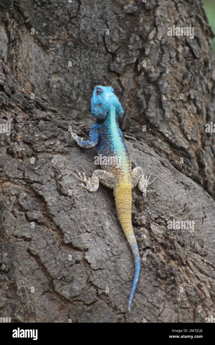 Southern Tree Agama Stock Photo - Alamy