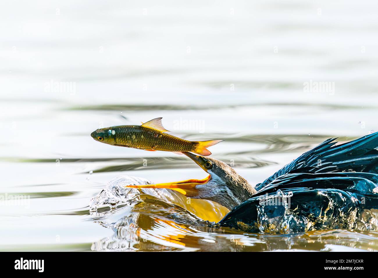Attempting to escape. India: THESE IMAGES show a group of unlucky fish ...
