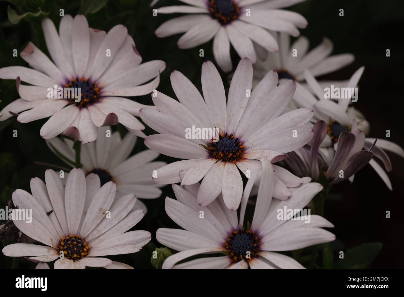 Full flower nursery white rose hi-res stock photography and images - Alamy