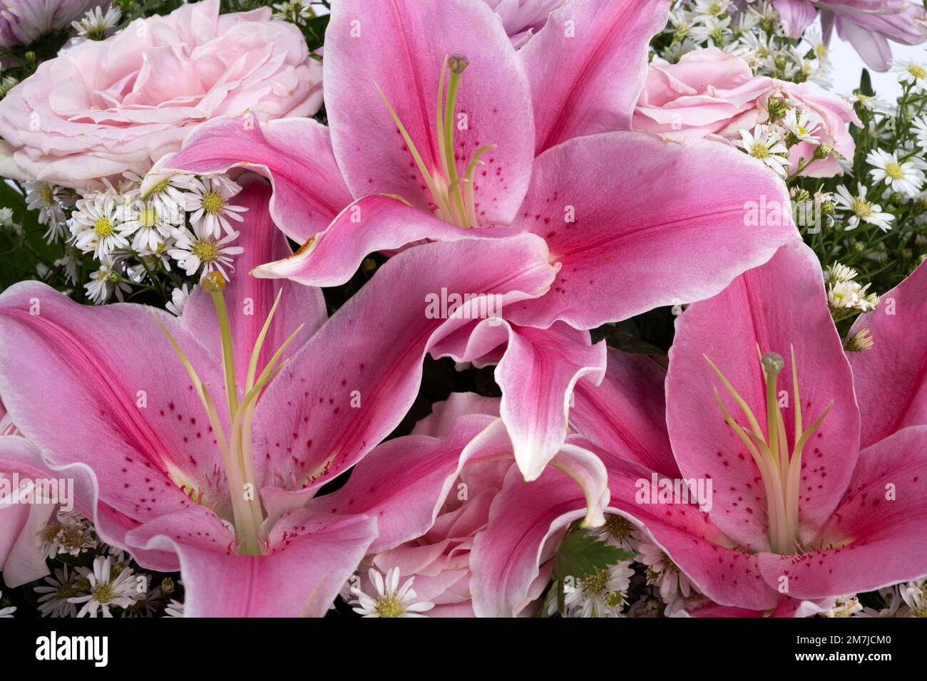 Bucket pink flower isolated over white background Stock Photo - Alamy