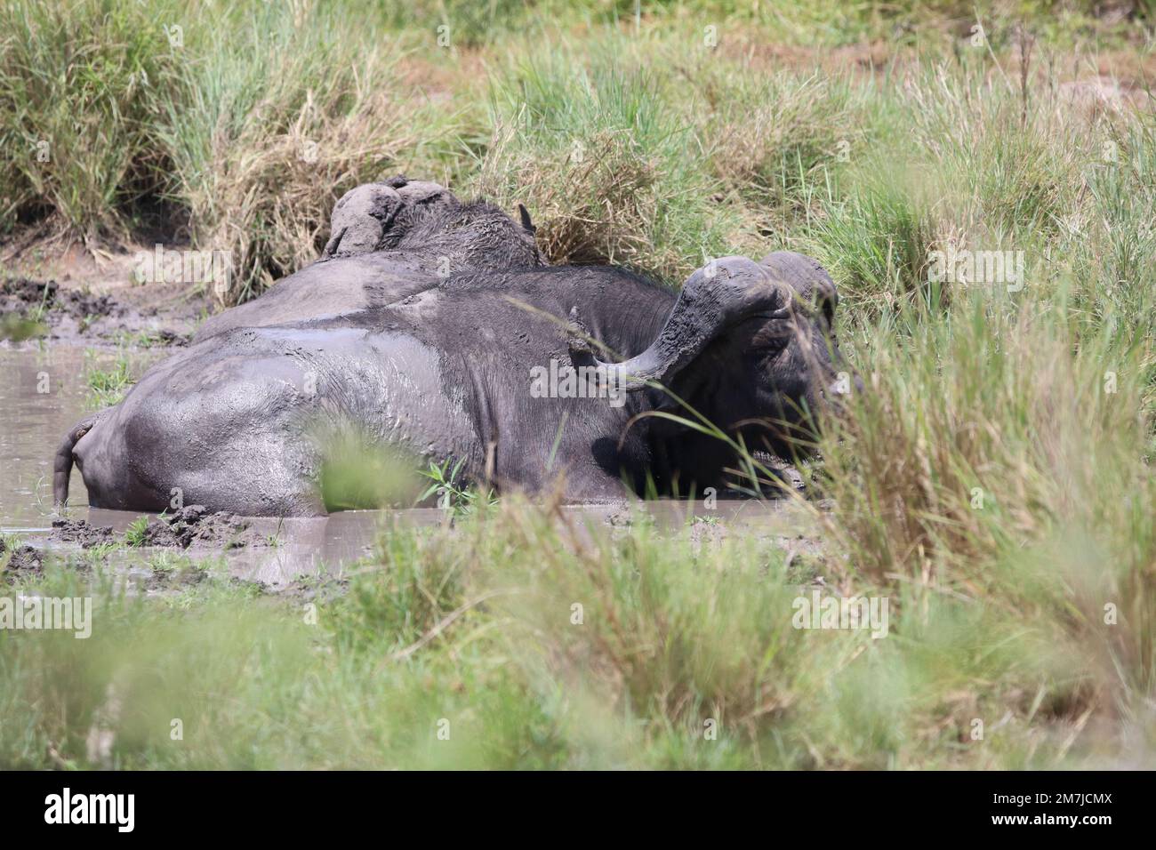 African buffalo lying mud hi-res stock photography and images - Alamy