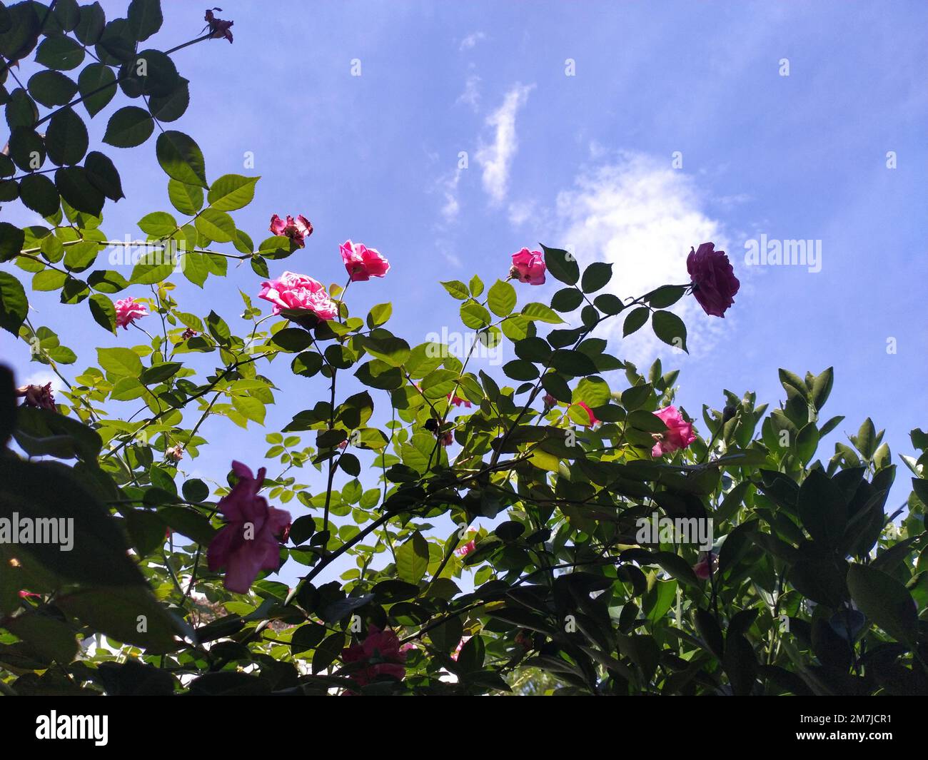 photo of a lush rose plant with a lot of blooming flower. Nature trees ...