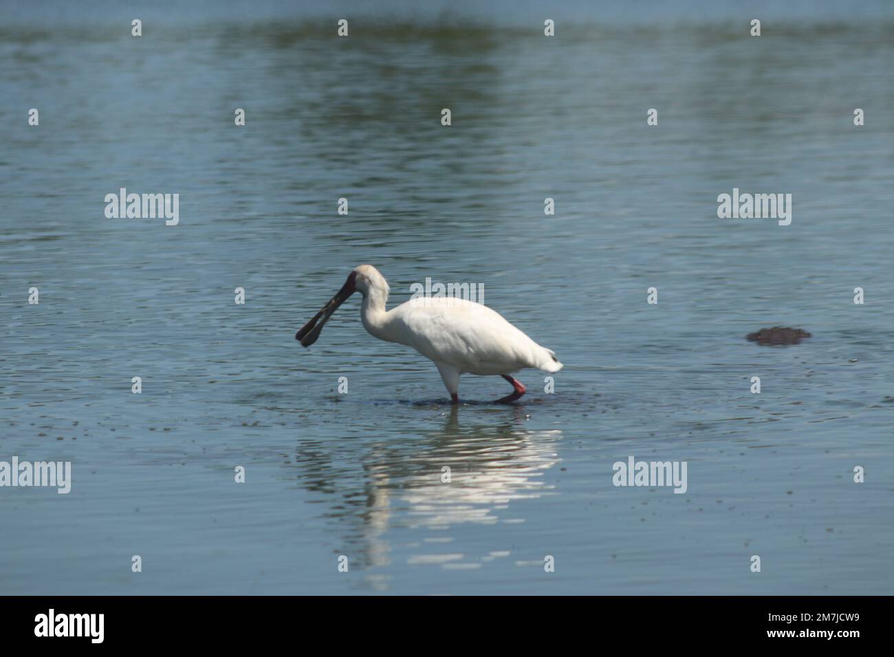 Spoonbill behaviors hi-res stock photography and images - Alamy