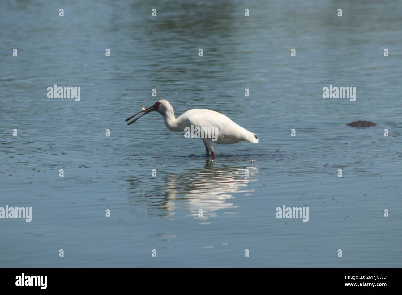 Spoonbill diet hi-res stock photography and images - Alamy