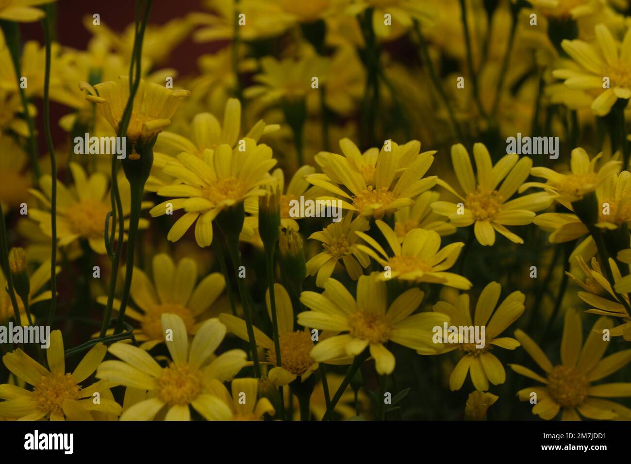 Chrysanthemum : “the Queen of fall flowers Stock Photo - Alamy