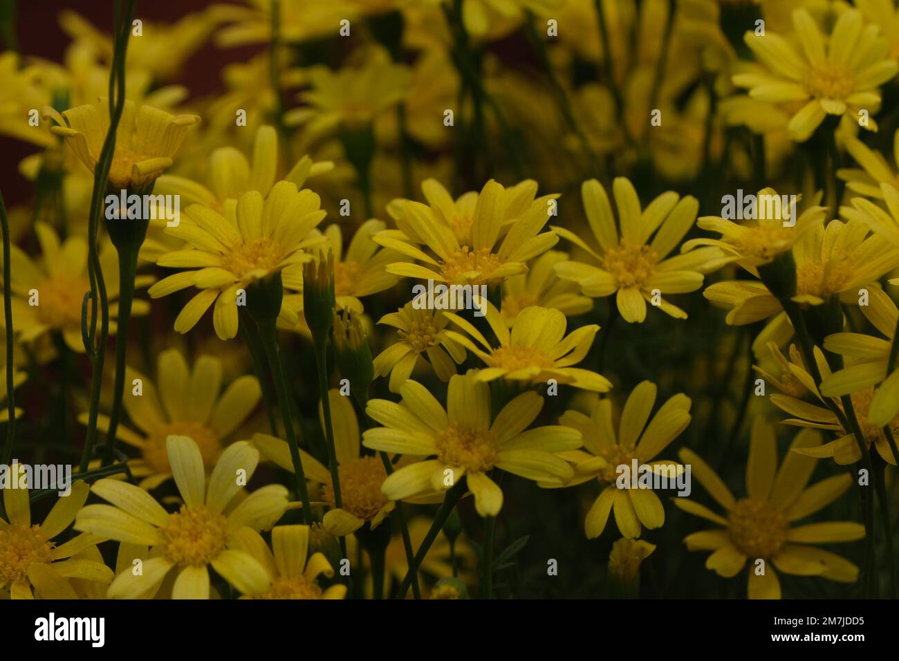 Chrysanthemum : “the Queen of fall flowers Stock Photo - Alamy
