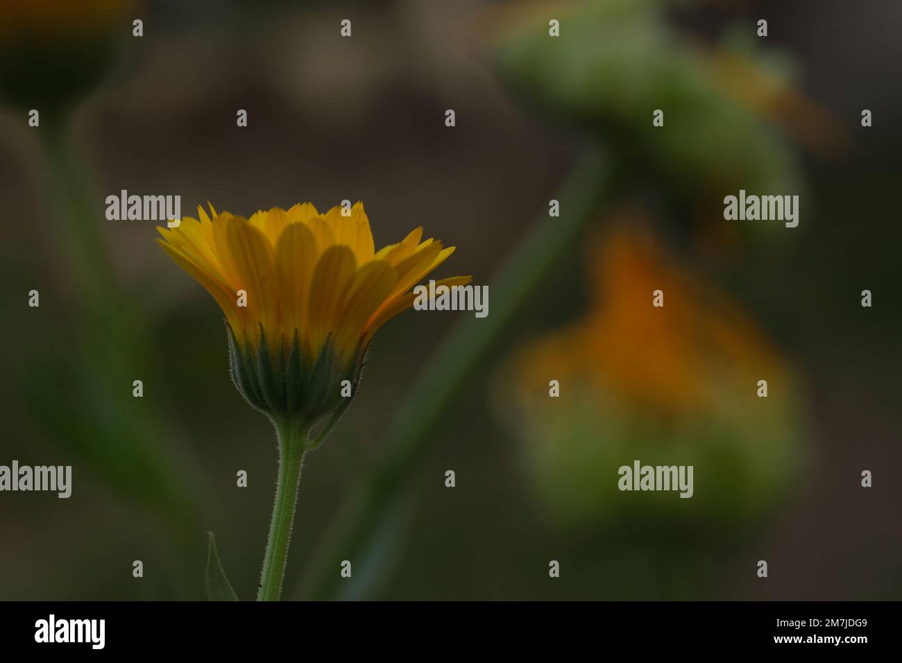 Chrysanthemum : “the Queen of fall flowers Stock Photo - Alamy