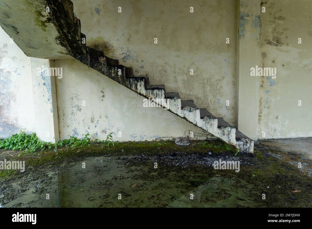 Abandoned stairs with mossy textures in damp area landscape Stock Photo - Alamy