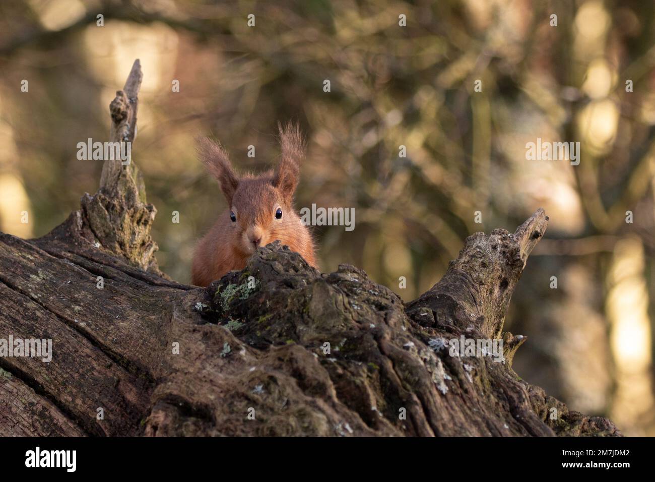 Playing hide and seek. Scotland, UK: THESE IMAGES, captured this week ...