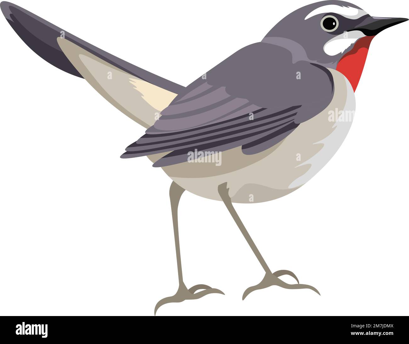 Swift bird, avian animal portrait, wild species Stock Vector Image ...