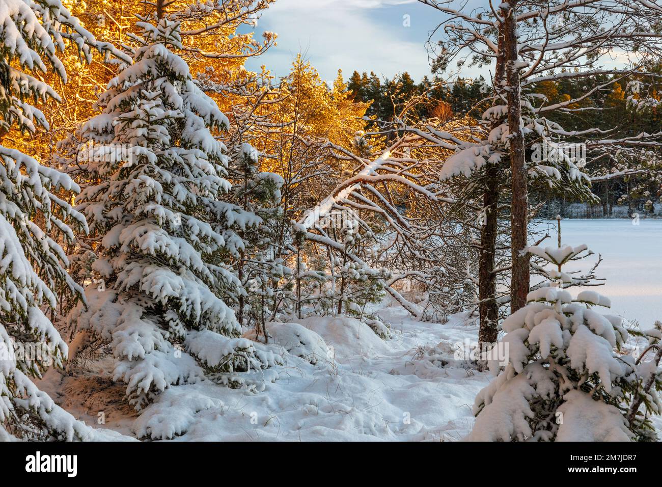 Winter landscape, Kampinoska Forest, Poland Stock Photo - Alamy