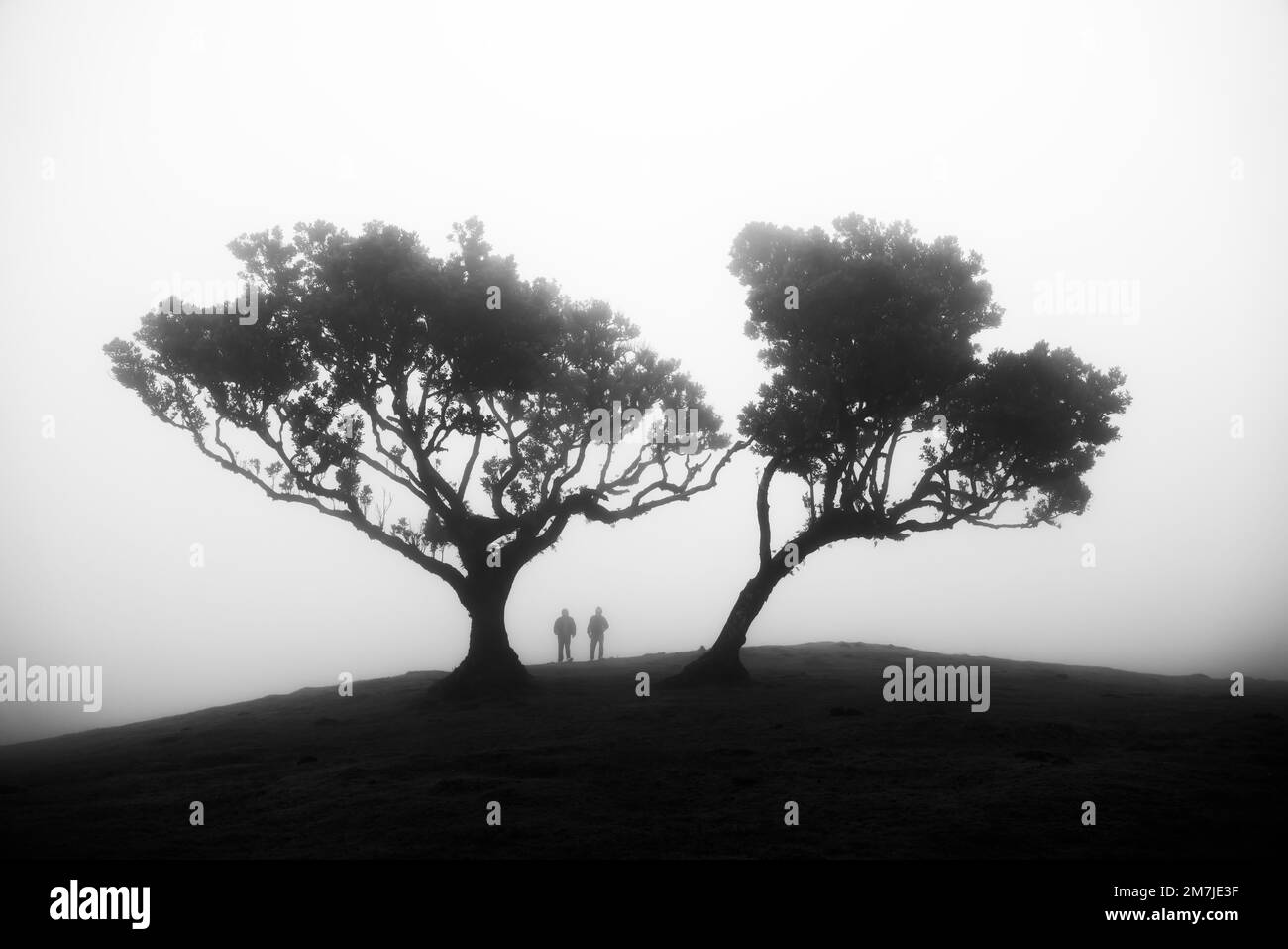 A scenic view of two people standing under trees in a barren land on a ...