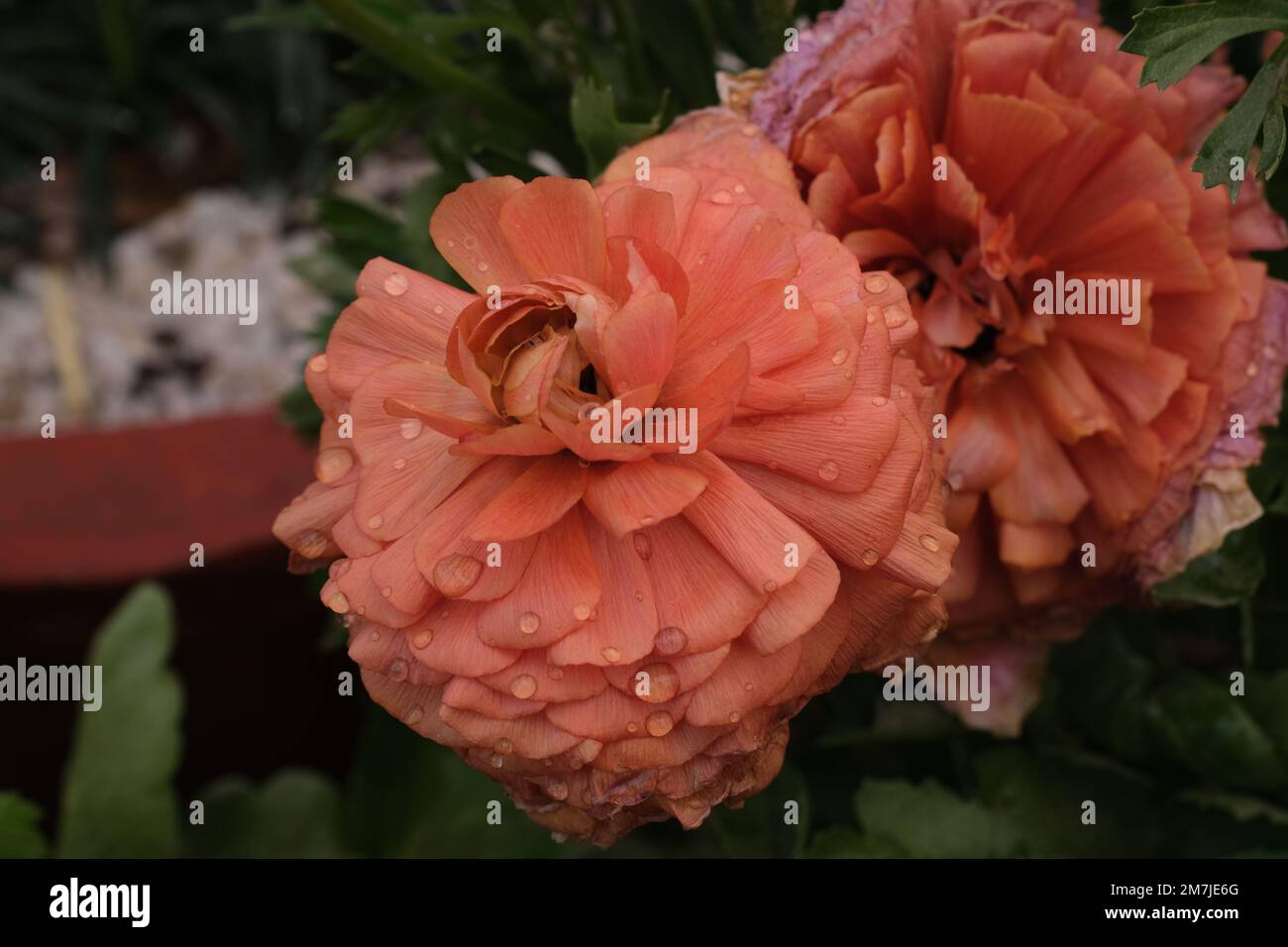 India dahlia flower hi-res stock photography and images - Alamy