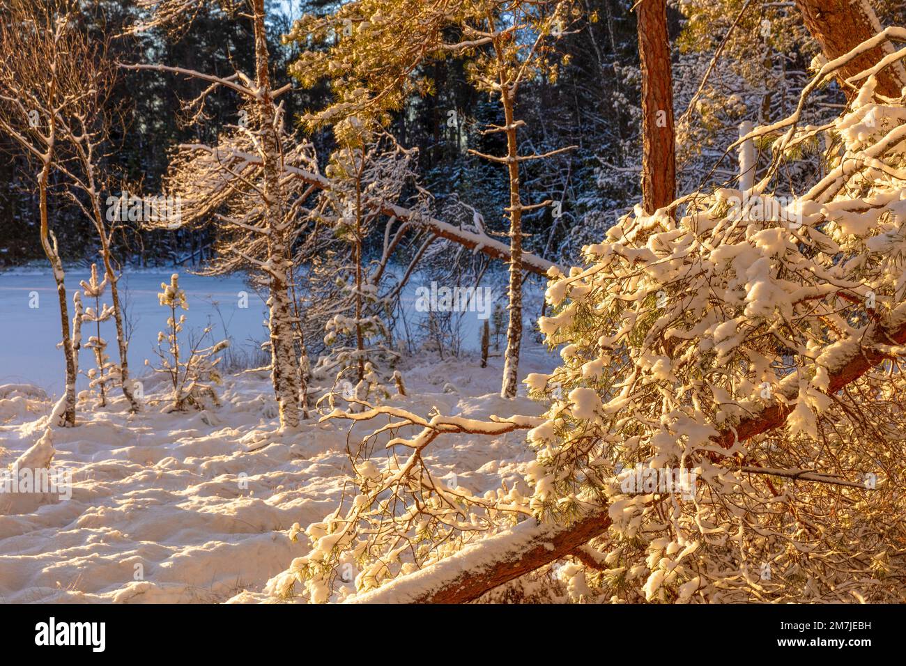 Winter landscape, Kampinoska Forest, Poland Stock Photo - Alamy