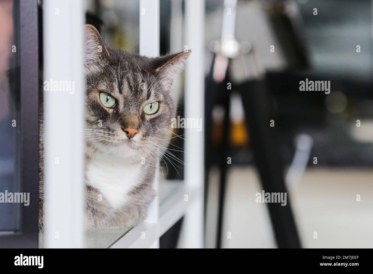 Grey cat on white hi-res stock photography and images - Alamy