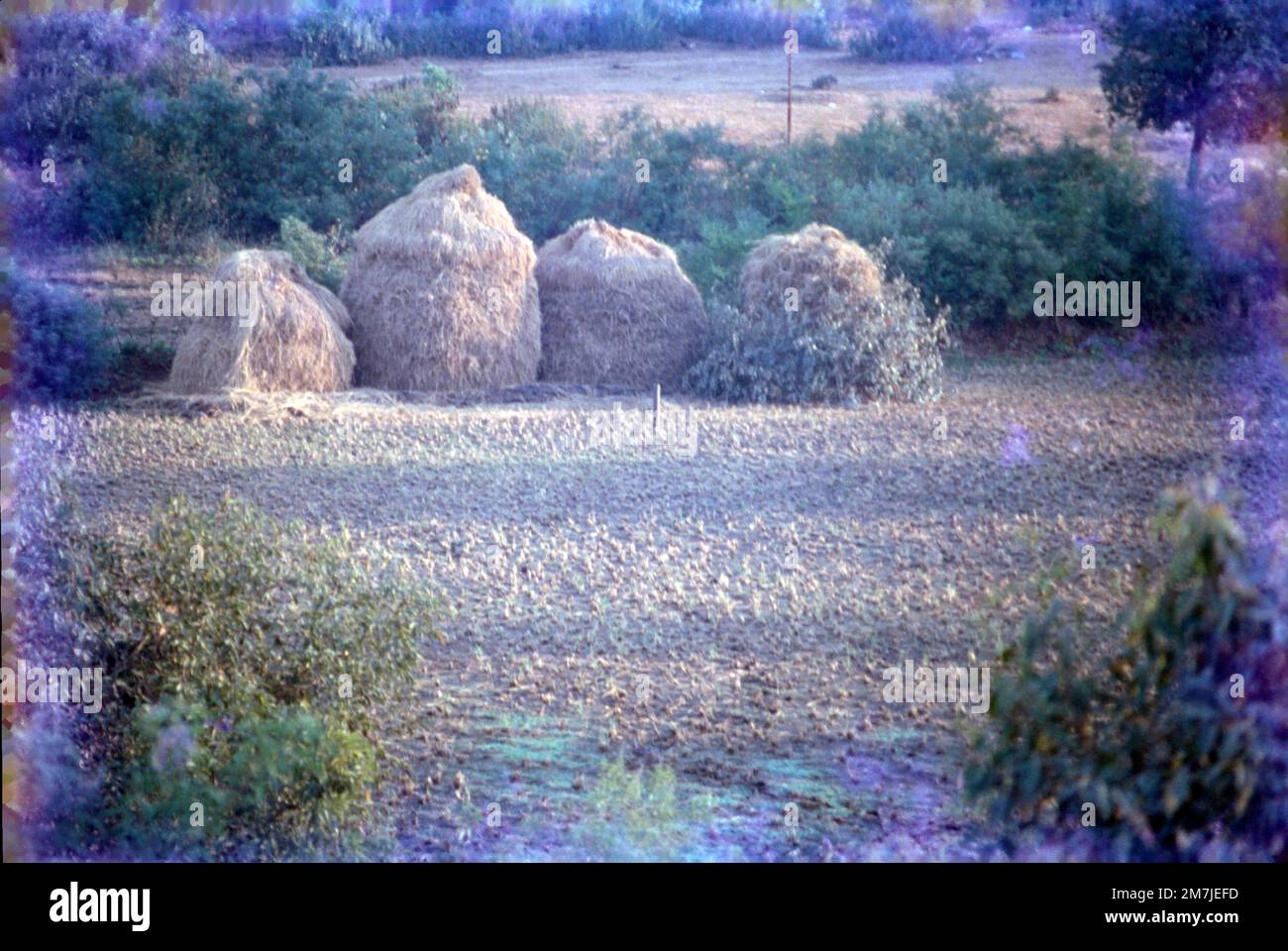Village Scene, Gujrat, India Stock Photo - Alamy