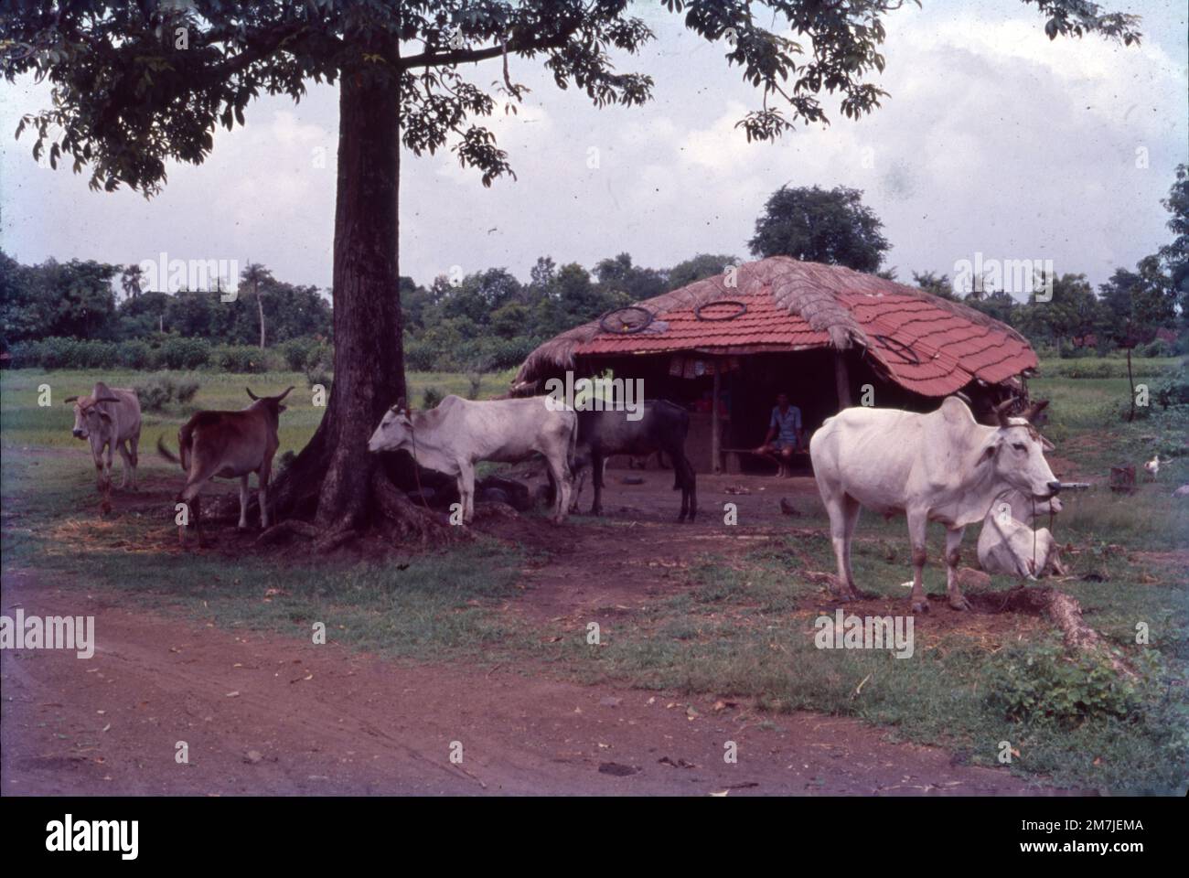 Village Scene, Maharashtra, India Stock Photo - Alamy