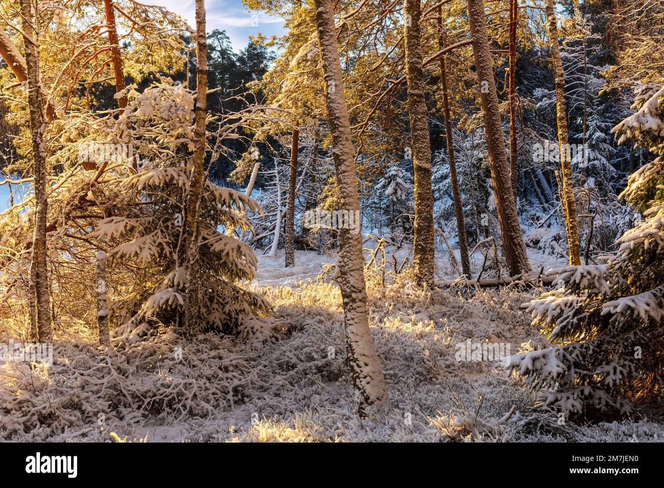 Winter landscape, Kampinoska Forest, Poland Stock Photo - Alamy