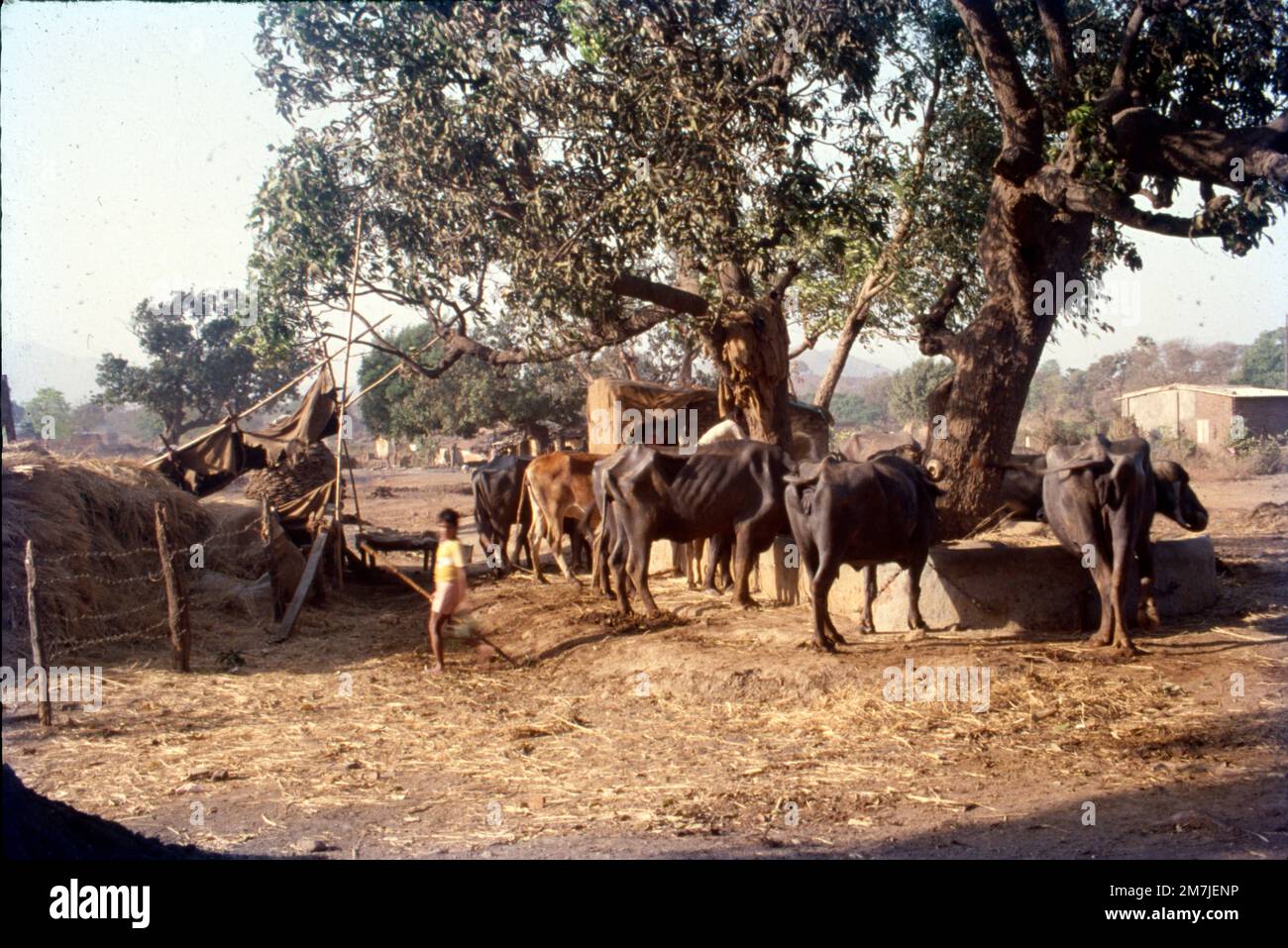 Village Scene, Maharashtra, India Stock Photo - Alamy