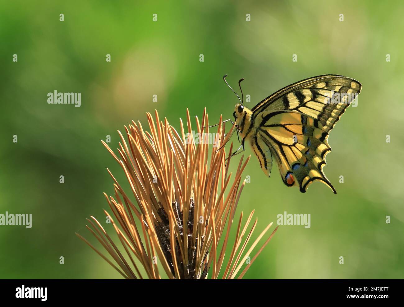 Swallowtail (Papilio machaon), macro photography of beautiful butterfly ...