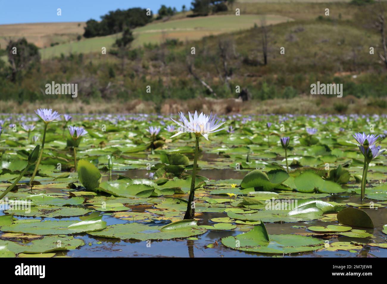 A pond with blue water lilies (Nymphaea caerulea) on a sunny day Stock ...