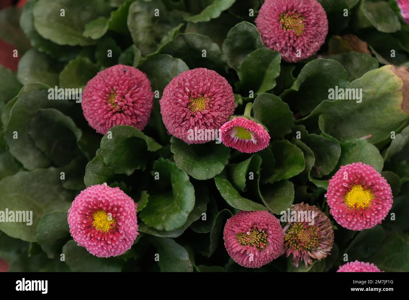 Pink flower like daisy and rose Stock Photo - Alamy