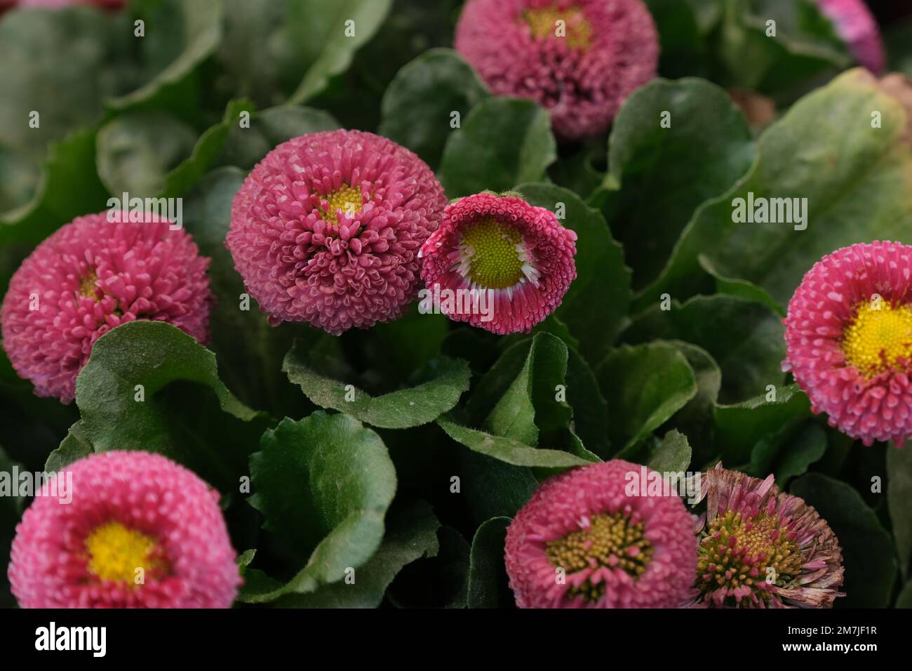 Pink flower like daisy and rose Stock Photo - Alamy