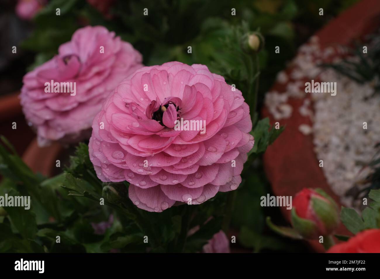 Pink flower like daisy and rose Stock Photo - Alamy