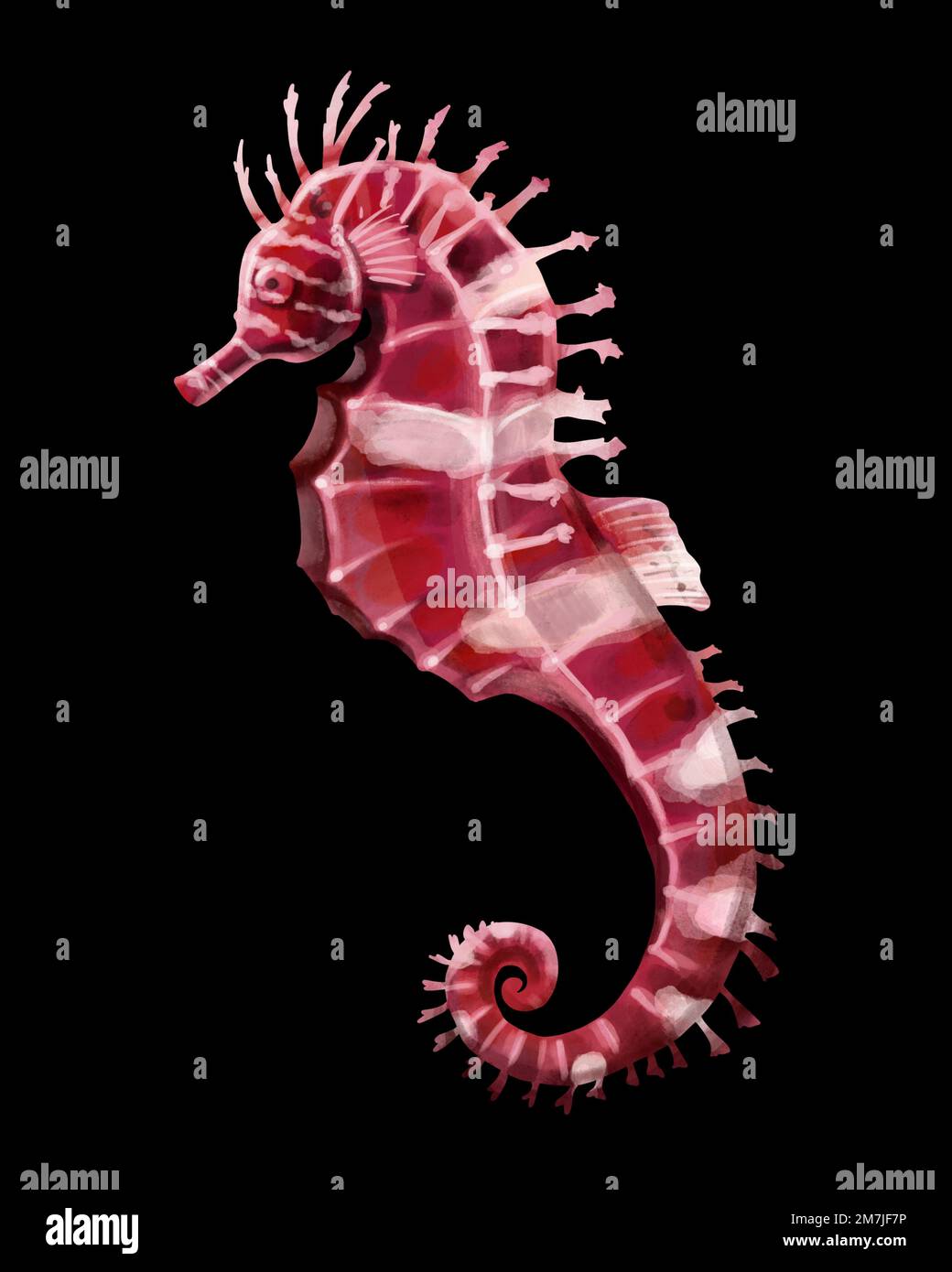 Watercolor red seahorse. Realistic marine inhabitant. Seahorse Stock ...