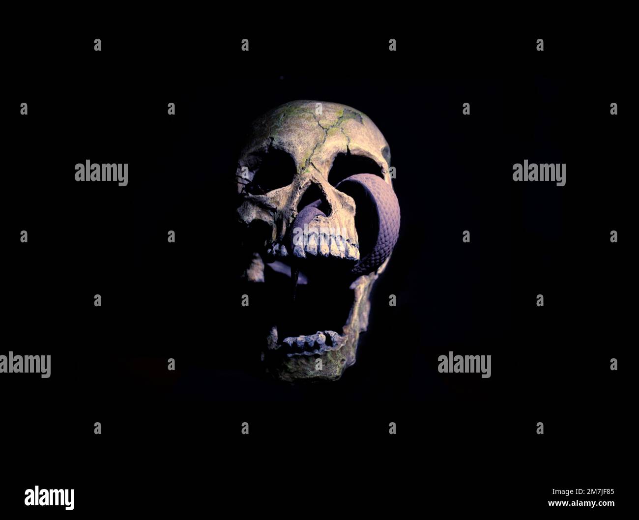 A purple snake crawling inside a skull on a black background Stock ...